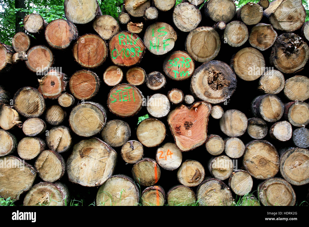 Round trunks hi-res stock photography and images - Alamy