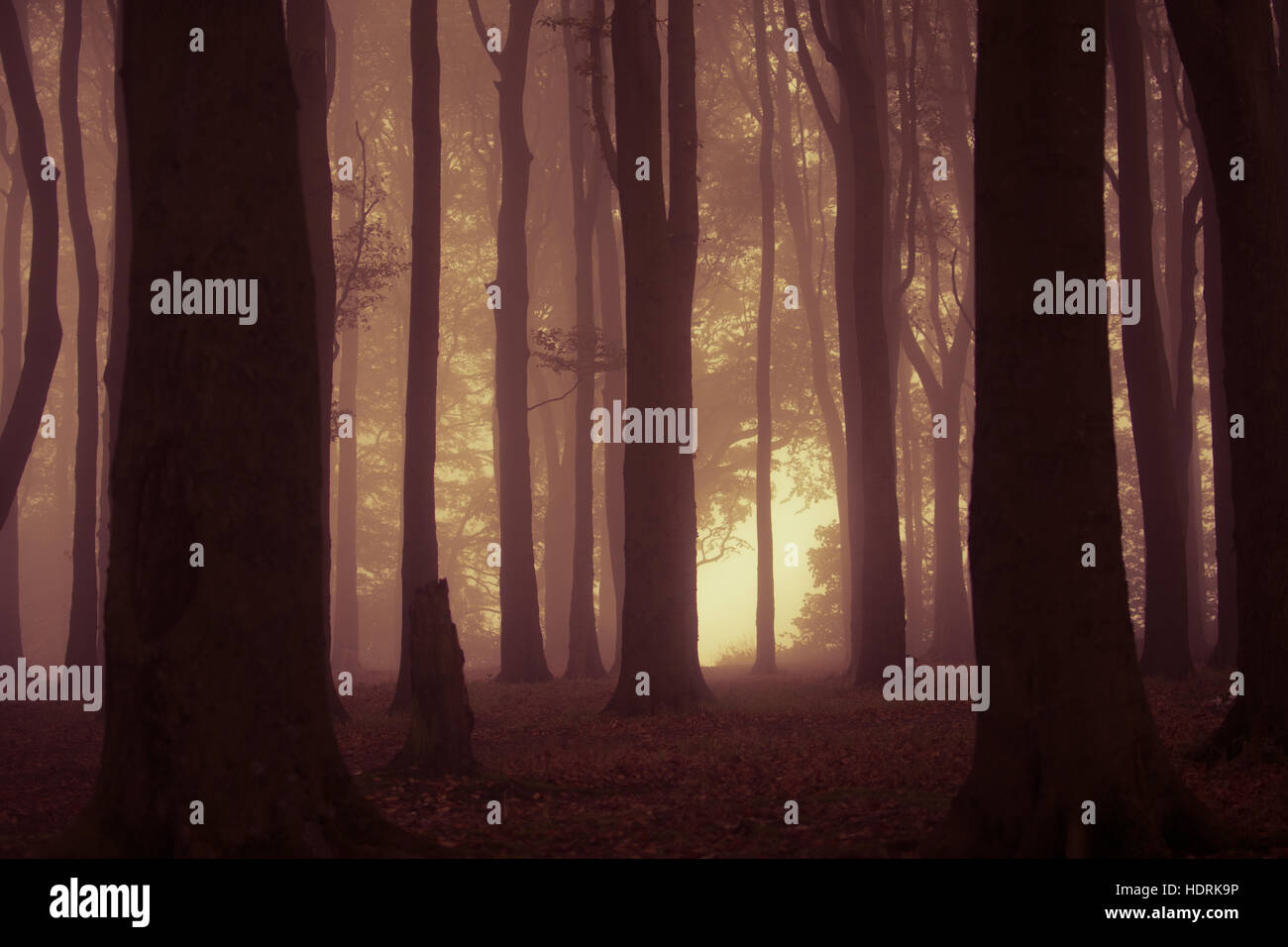 Misty woods hi-res stock photography and images - Alamy