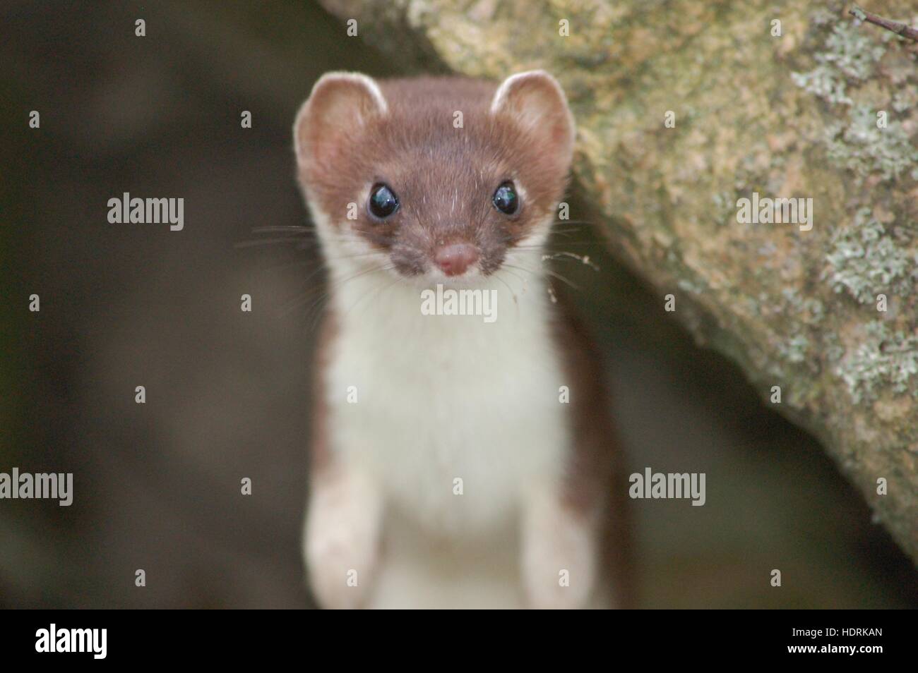 Weasel and stoat hi-res stock photography and images - Alamy
