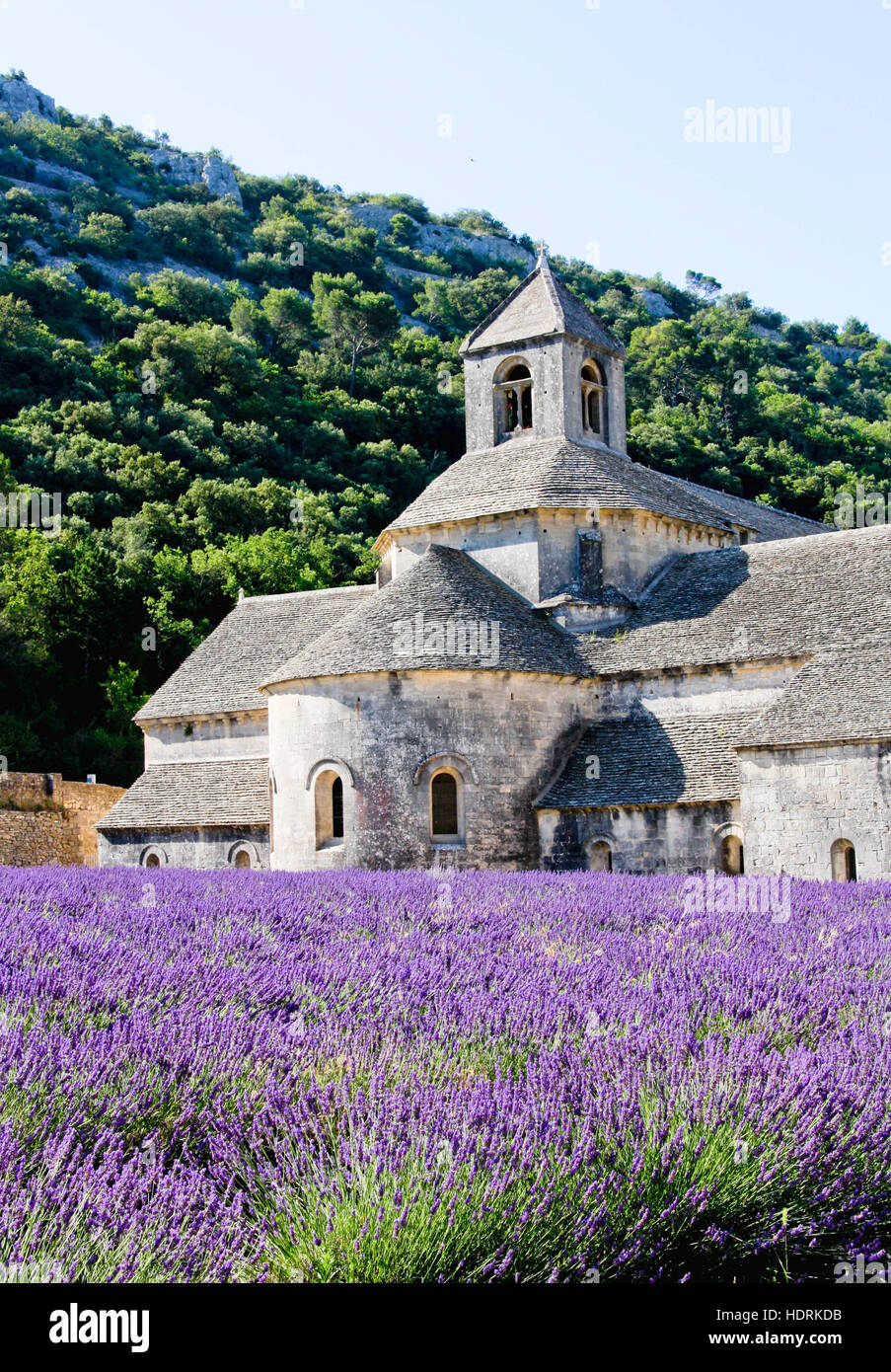 Abbey senanque blooming lavender hi-res stock photography and images ...