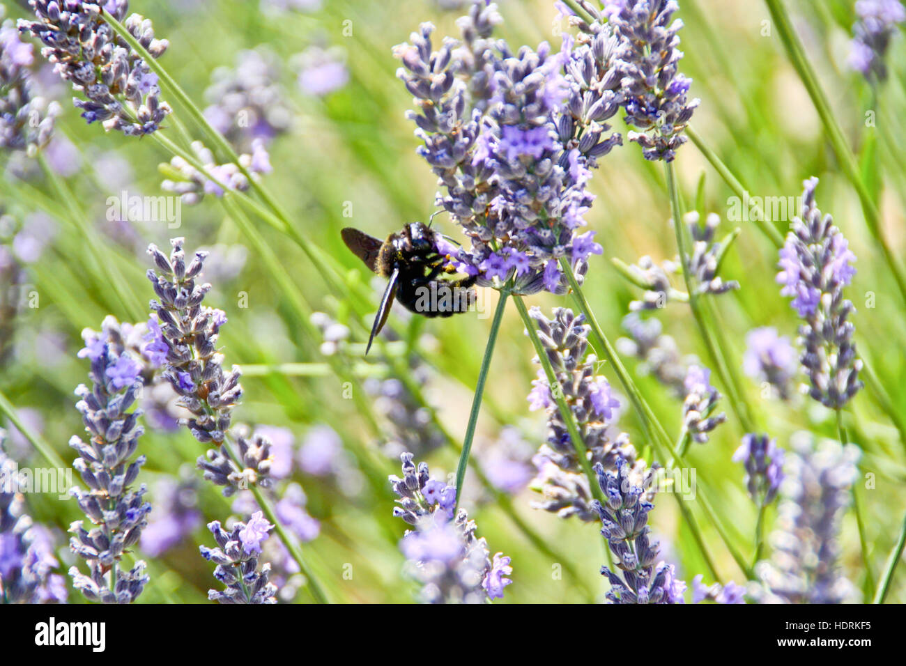 Bug on lavender hi-res stock photography and images - Alamy