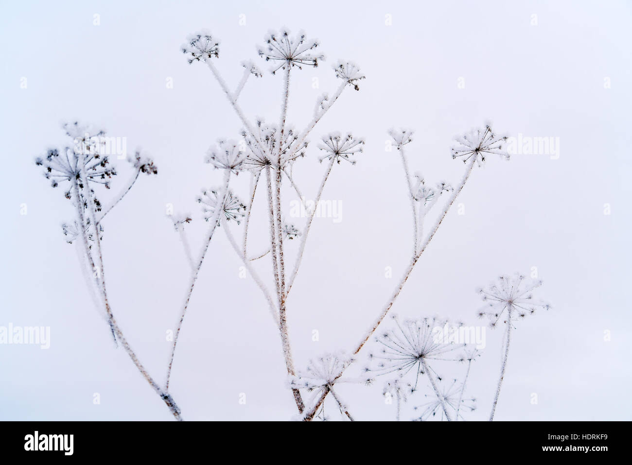 Winter background with dry grass covered with large snowflakes Stock ...