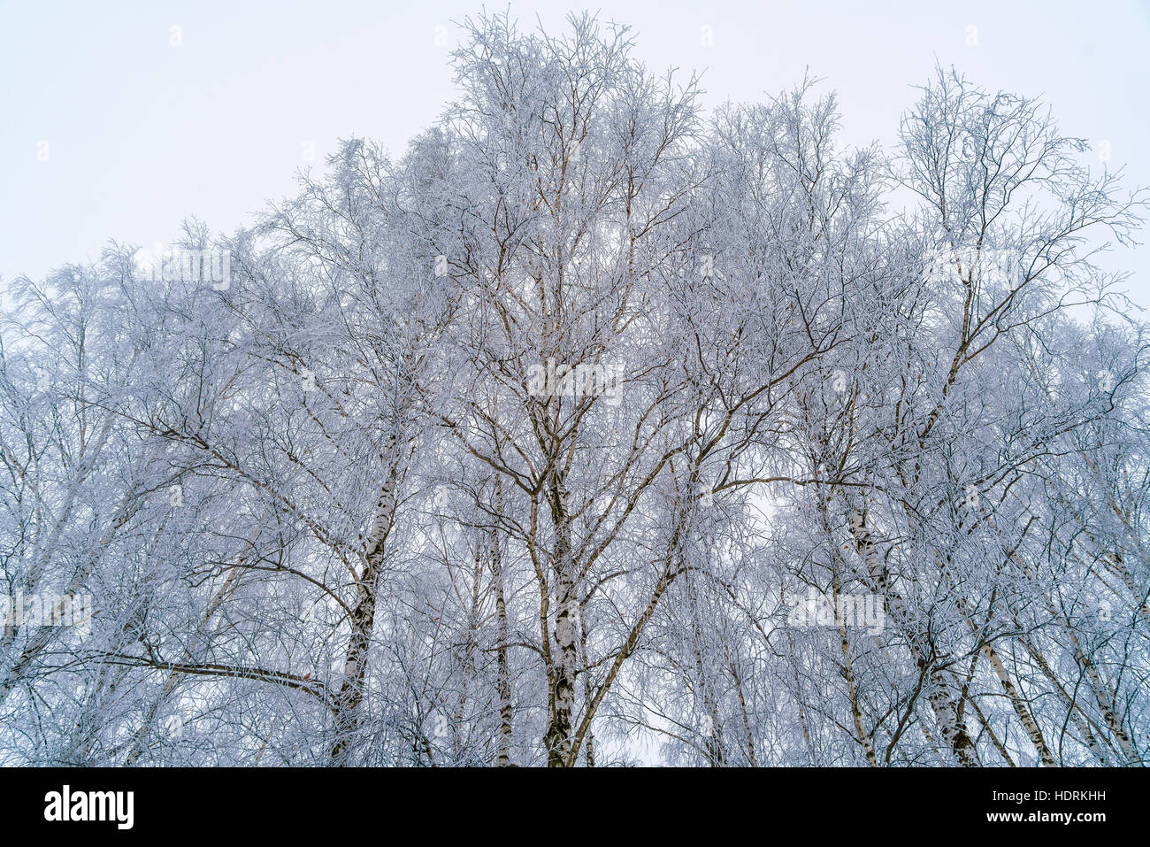 Birches in winter forest with white snow on the branches Stock Photo ...