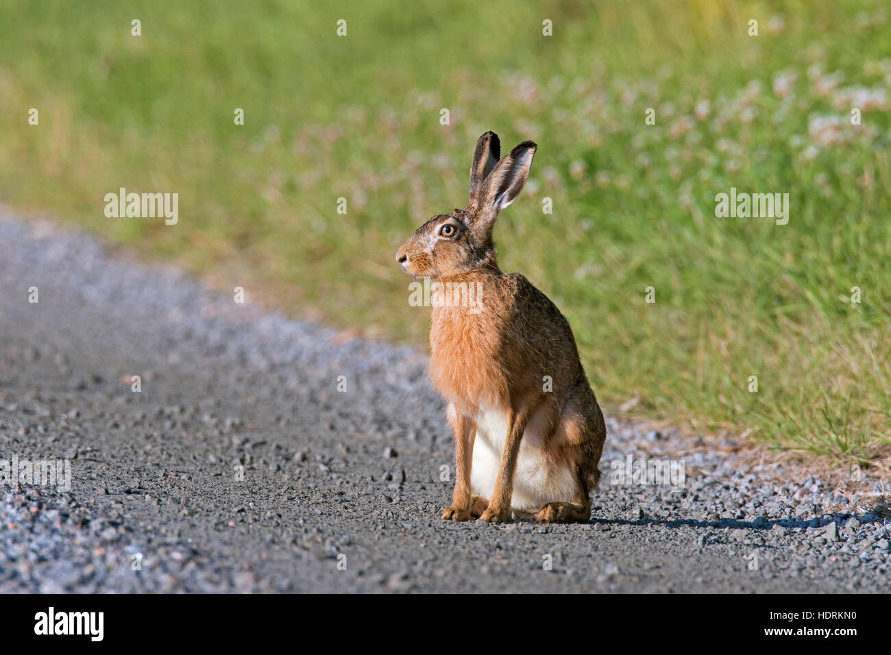 Hare sitting hi-res stock photography and images - Alamy