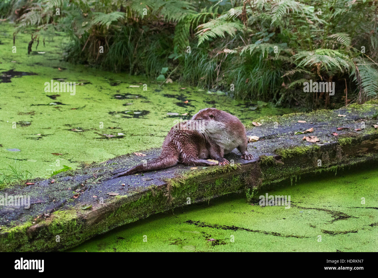European River Otter (Lutra lutra) resting on log over pond covered in ...