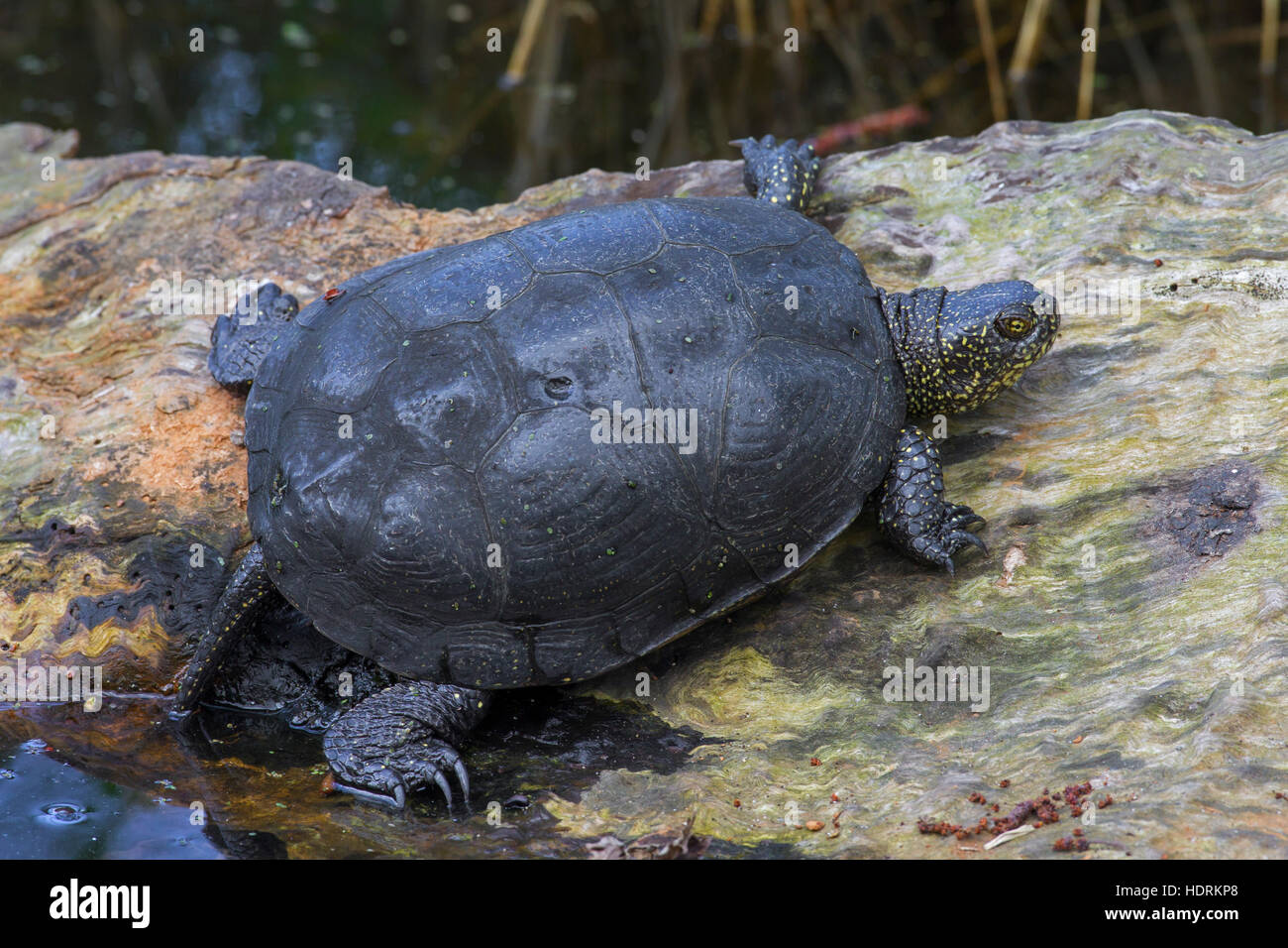 European pond turtle / European pond terrapin (Emys orbicularis ...