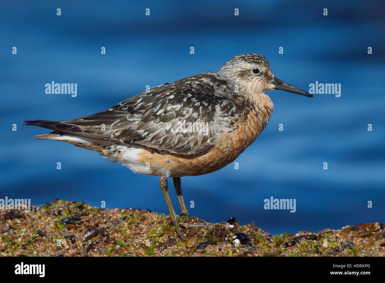 Red knot hi-res stock photography and images - Alamy