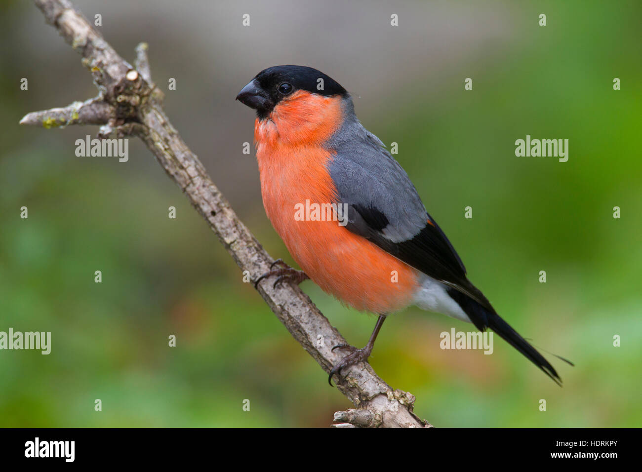 Male bullfinches hi-res stock photography and images - Alamy