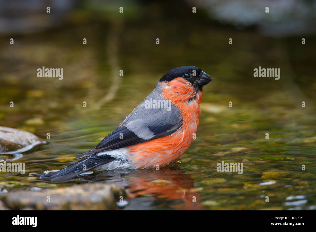 Male bullfinches hi-res stock photography and images - Alamy