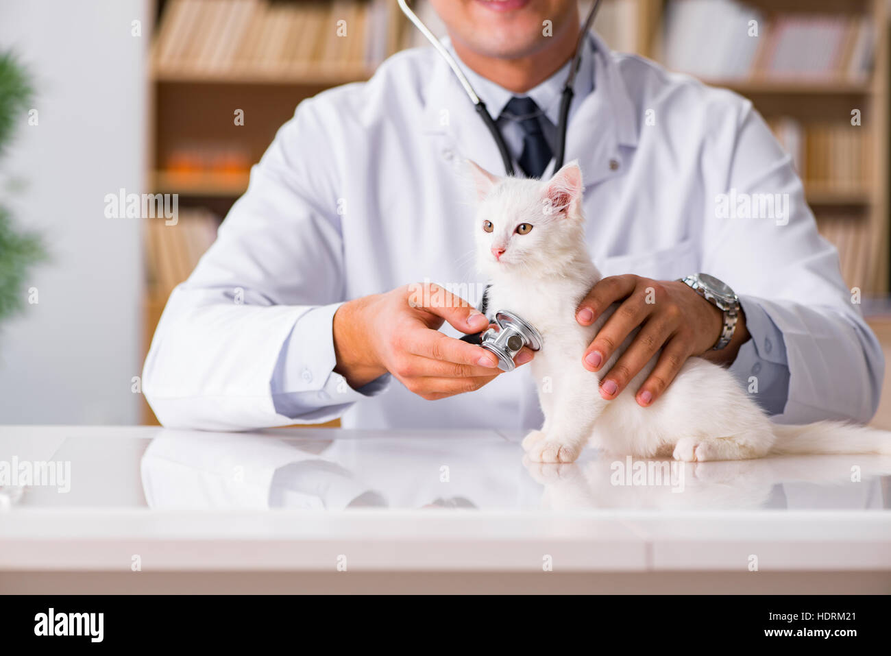 White kitten visiting vet for check up Stock Photo - Alamy