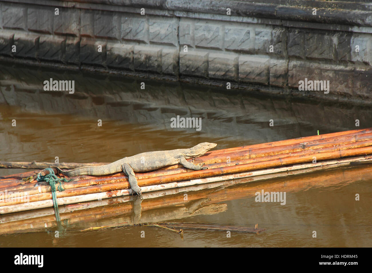 A monitor lizard on a river in Bangkok (Thailand Stock Photo - Alamy