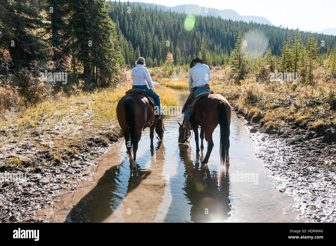 Horses drinking from a stream during a horseback ride, Clearwater ...