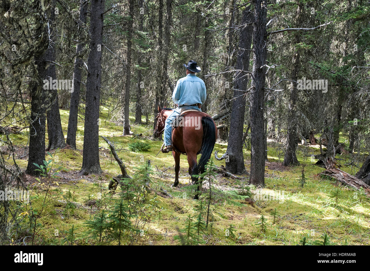 New forest, horse riding old hi-res stock photography and images - Alamy