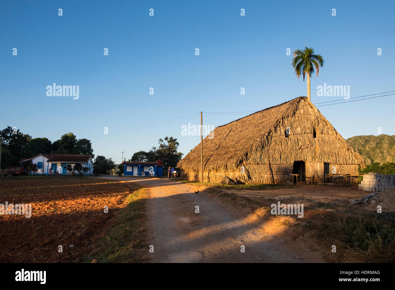 Drying shed on tobacco farm in Vinales, Cuba Stock Photo - Alamy