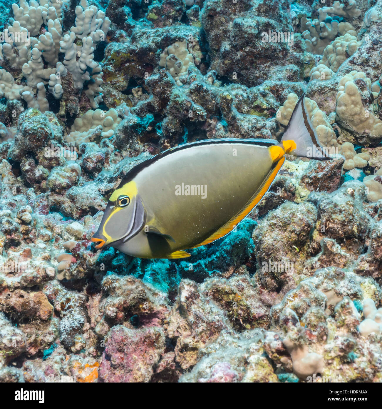 Orangespine unicorn fish hi-res stock photography and images - Alamy