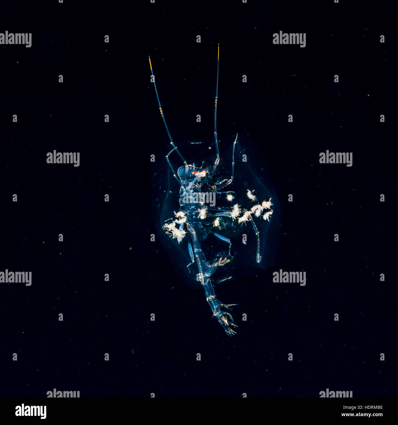 Phronima salp hi-res stock photography and images - Alamy