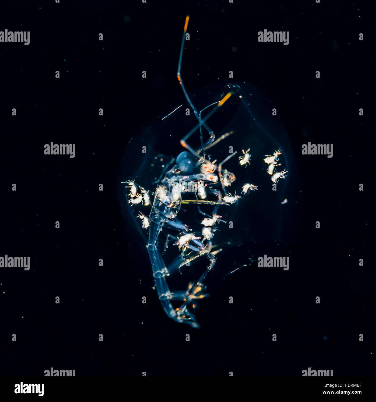 Phronima amphipod hi-res stock photography and images - Alamy