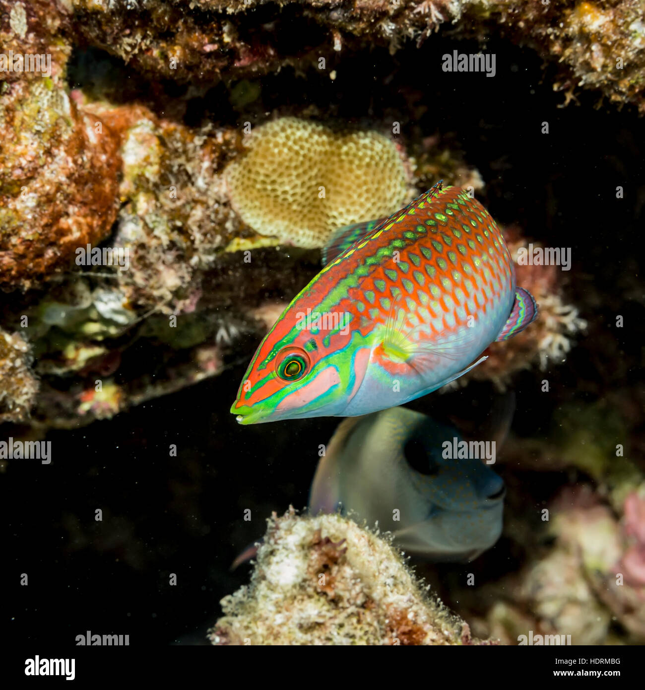 Halichoeres ornatissimus hi-res stock photography and images - Alamy