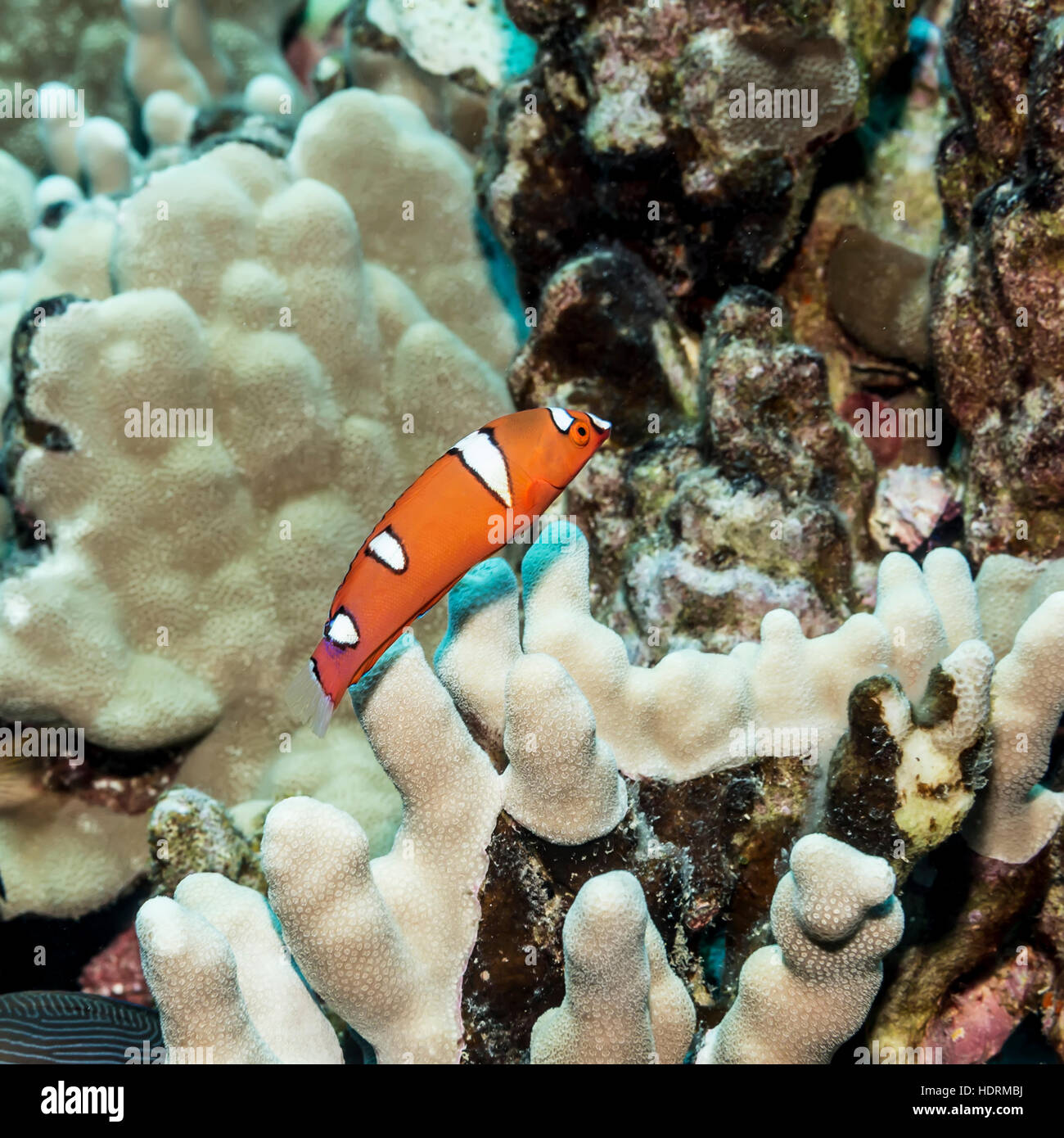 Juvenile coris gaimard hi-res stock photography and images - Alamy