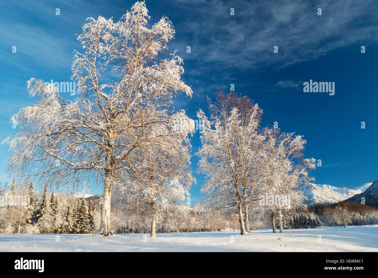 Birch trees covered in hoar frost on Arctic Valley Road in winter ...