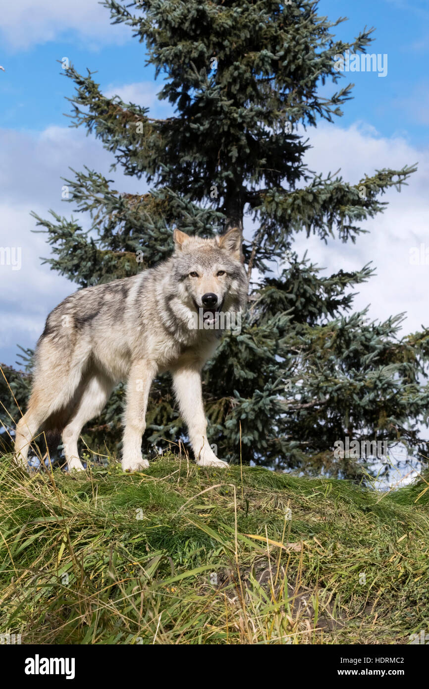 Female gray wolf (canis lupus) captive at Alaska Wildlife Conservation ...