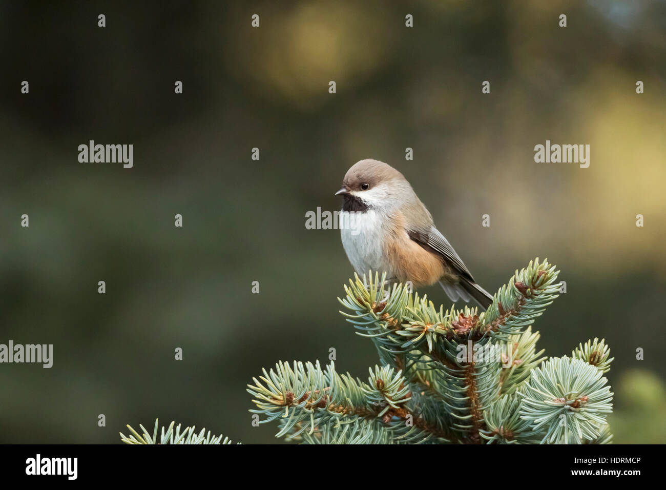 Chickadee image hi-res stock photography and images - Alamy