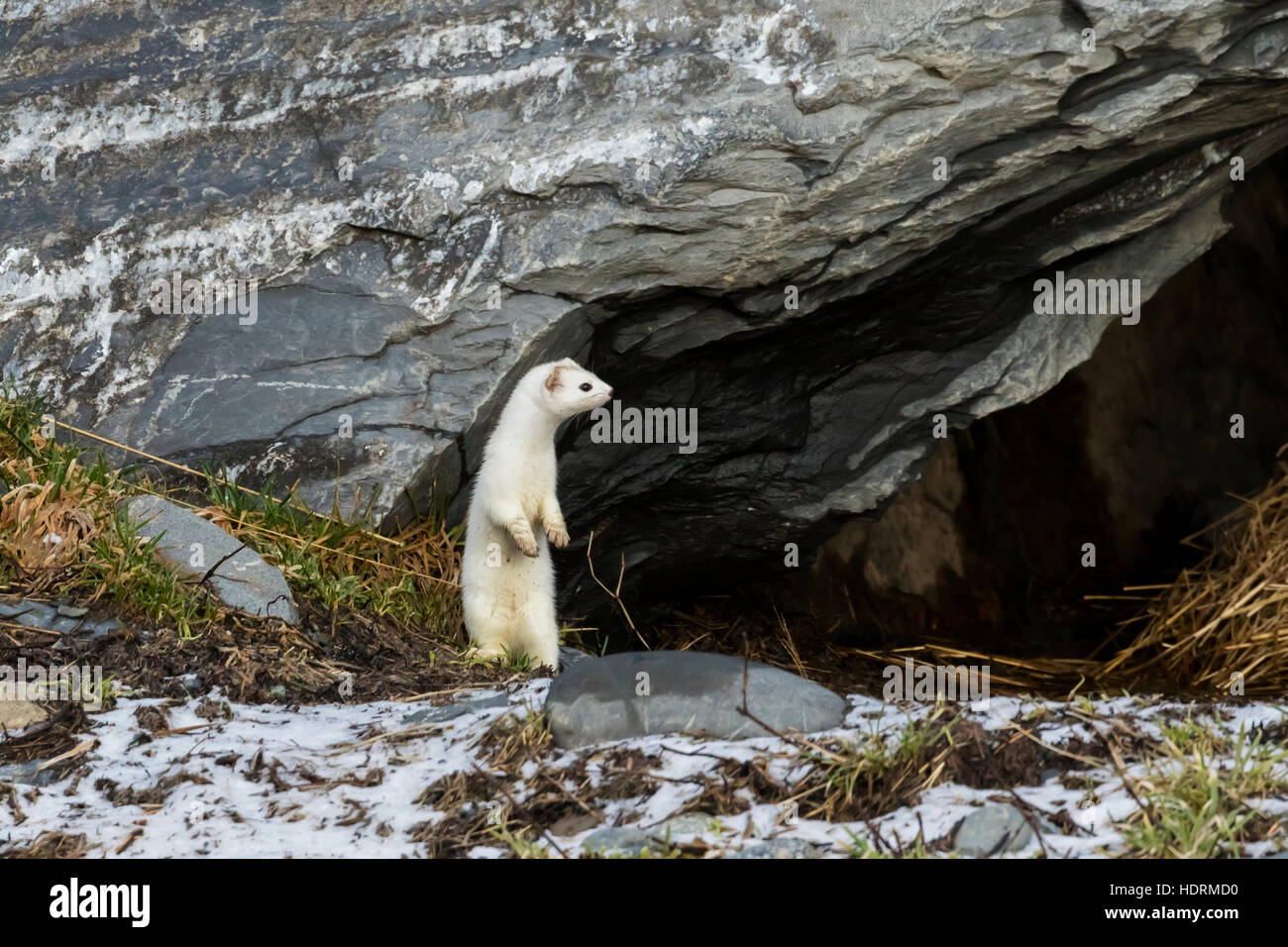Short-tailed weasel (Mustela erminea) standing alert, Portage Valley ...