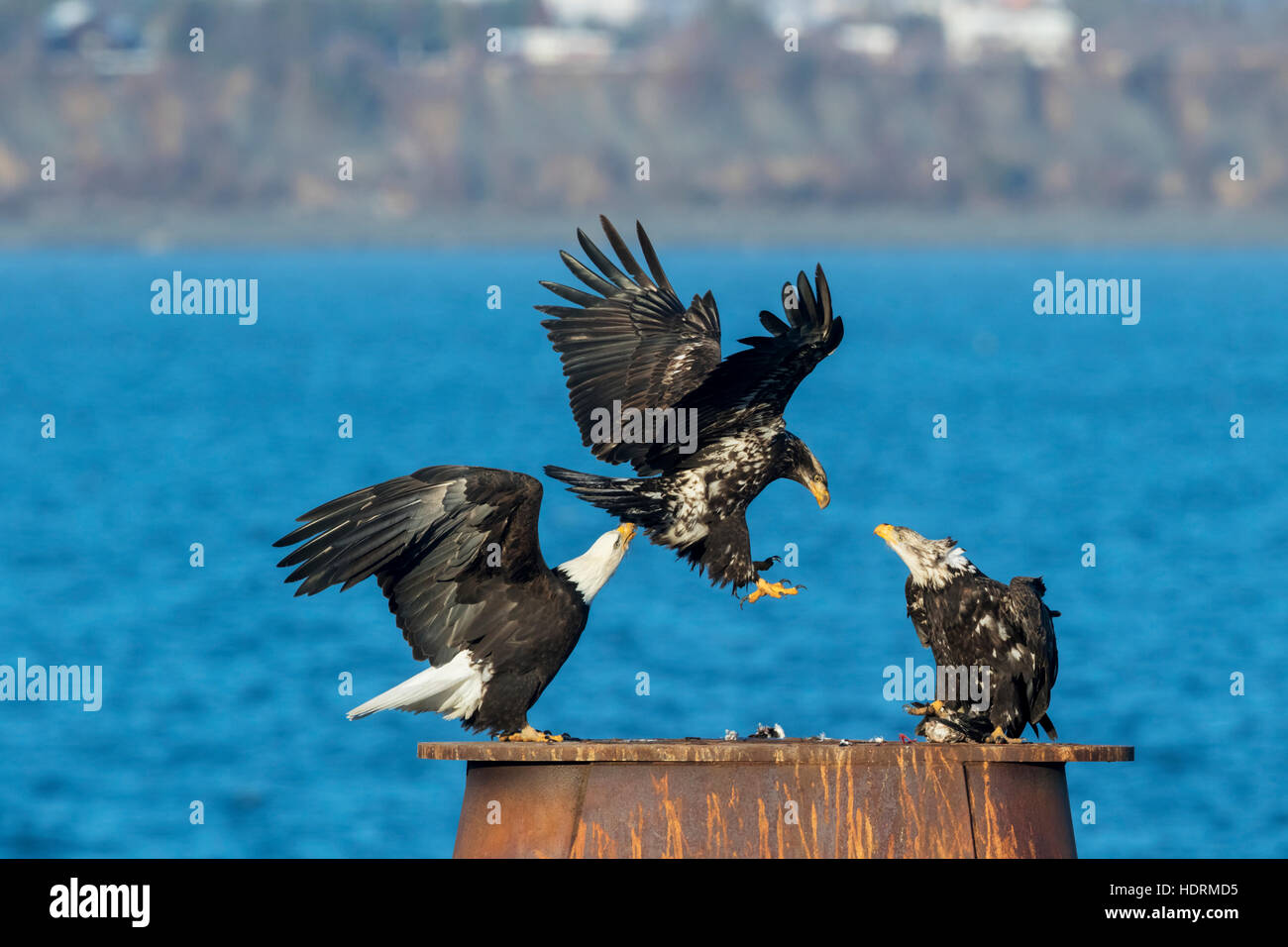 American bald eagle landing on hi-res stock photography and images - Alamy