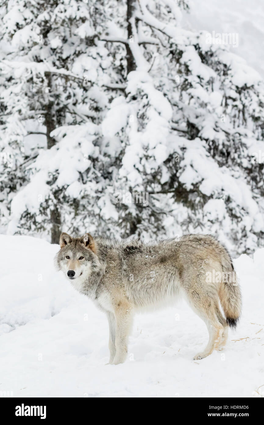 Female wolf (canis lupus) standing in snow in winter, captive in the ...