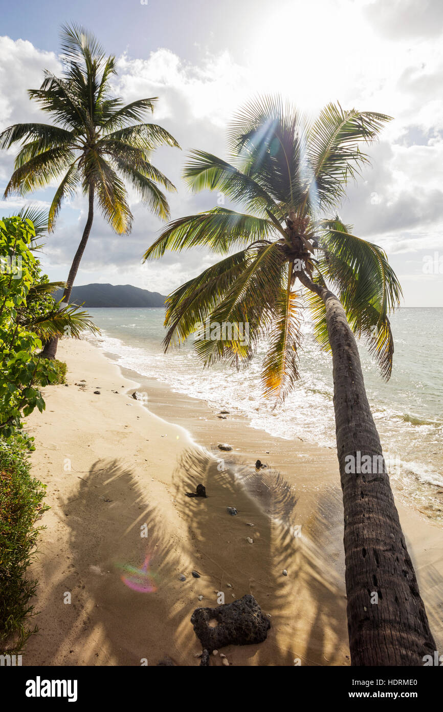 Two Palm Trees On The Beach With Sun Flare; St. Croix, US Virgin ...