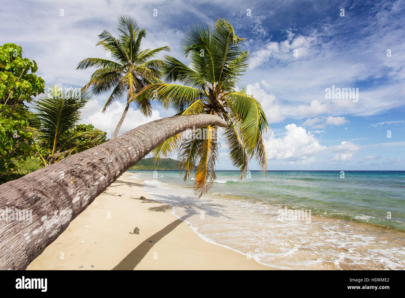 A Gorgeous Palm Tree Stretches Out Over The Beach; St. Croix, US Virgin ...