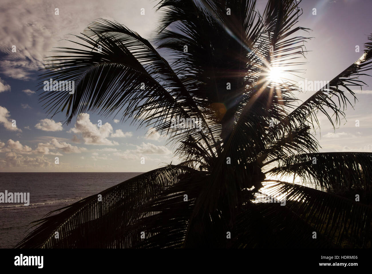 A Palm Tree Silhouetted At Sunset; St. Croix, US Virgin Islands Stock ...