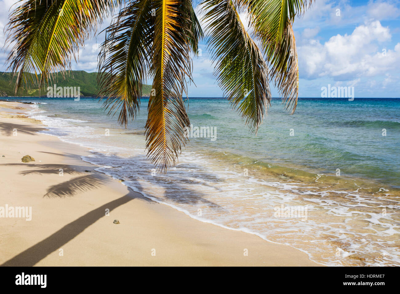 A Gorgeous Palm Tree Stretches Out Over The Beach; St. Croix, Virgin ...
