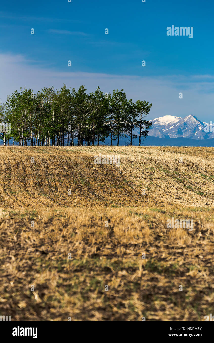 A row of trees in the spring in a rolling soil field with mountains ...