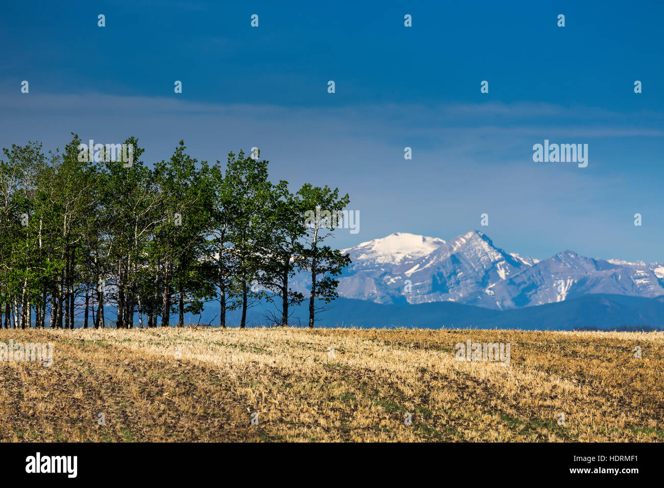 A row of trees in the spring in a rolling soil field with mountains ...