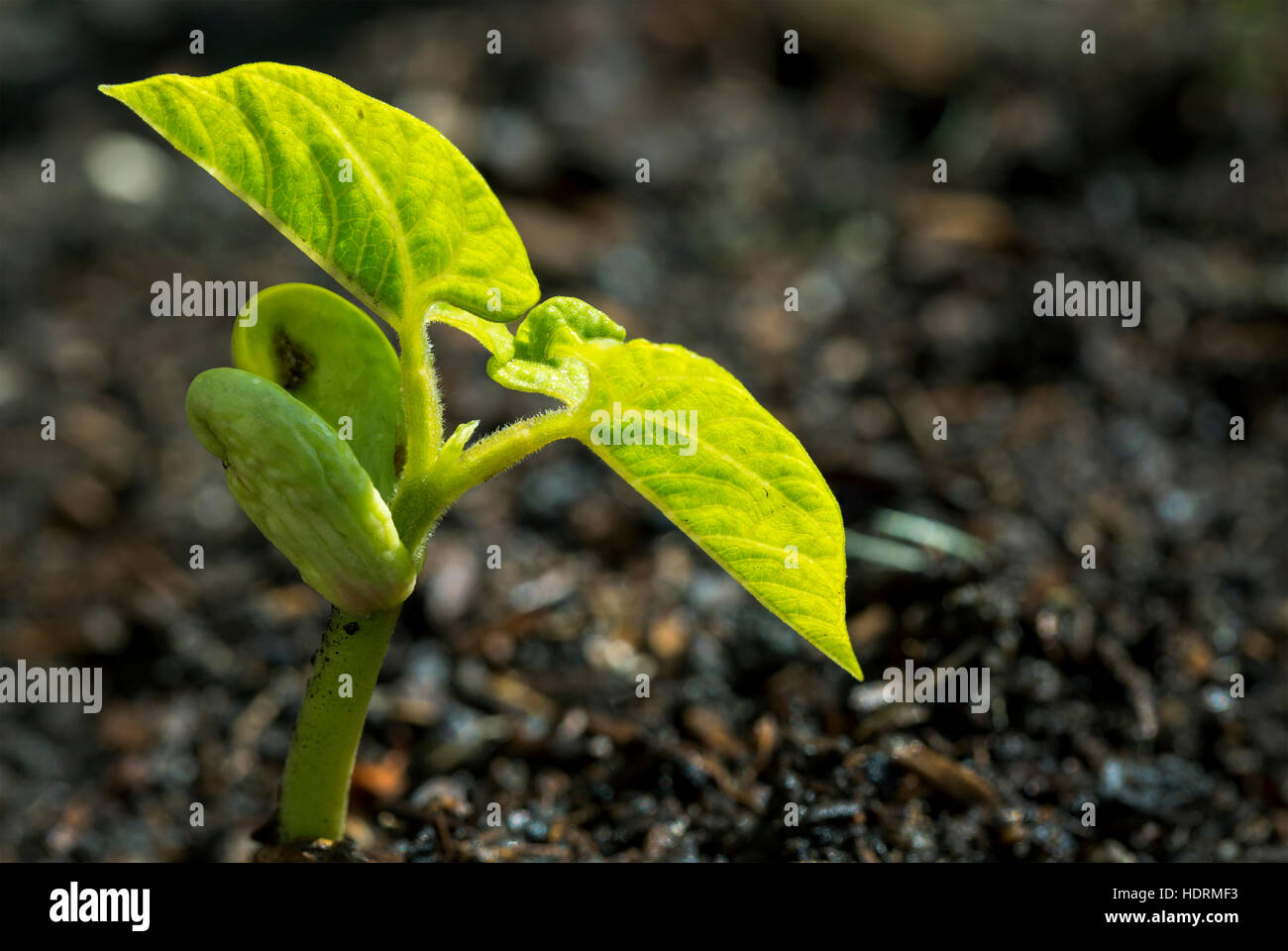 Healthy bean seedling hi-res stock photography and images - Alamy