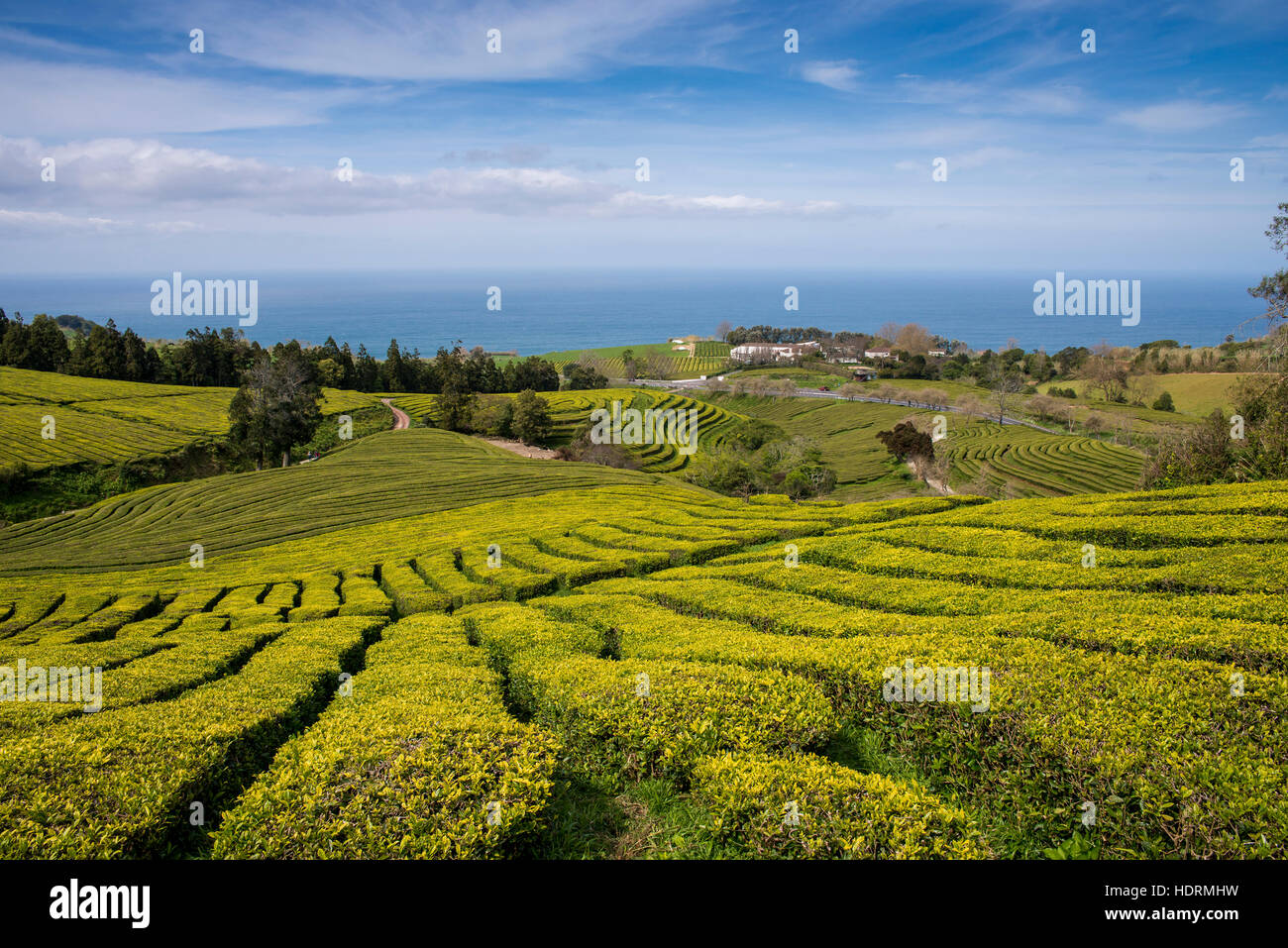 Gorreana Tea Plantation, Azores is the only place in Europe where tea ...