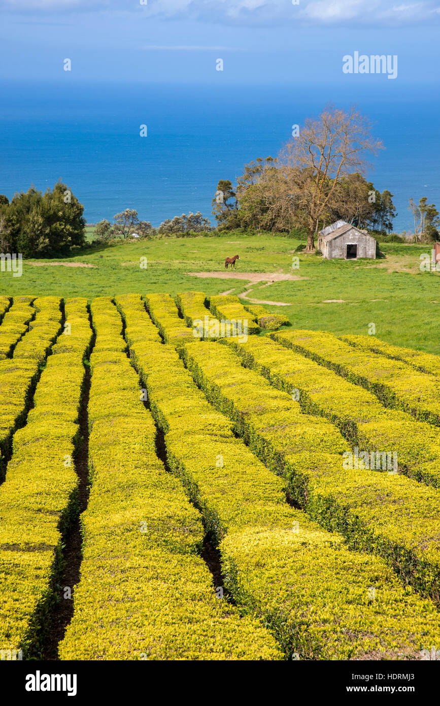 Gorreana Tea Plantation, Azores is the only place in Europe where tea ...
