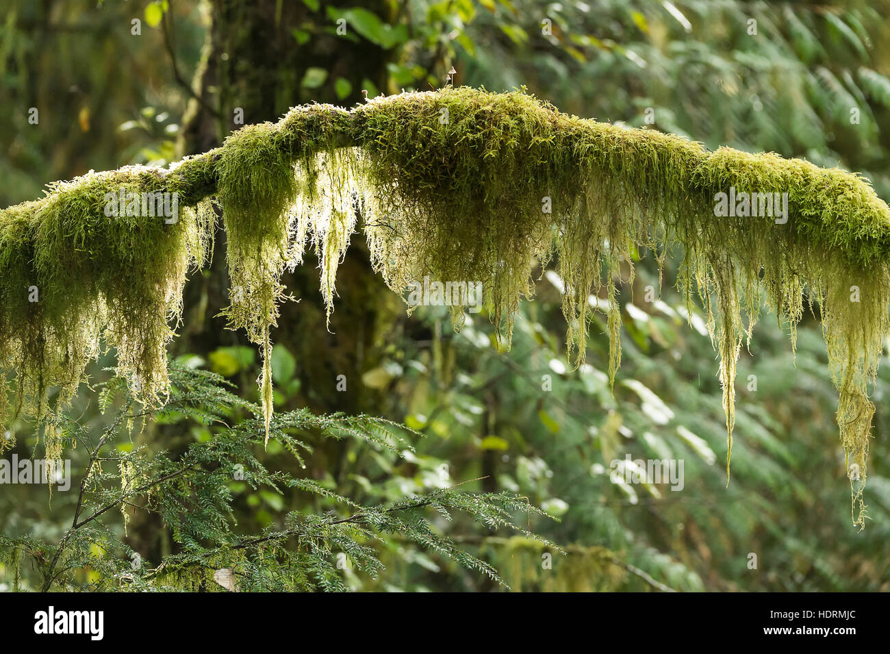 Moss hanging on a tree branch in Great Bear Rainforest; British Columbia, Canada Stock Photo - Alamy
