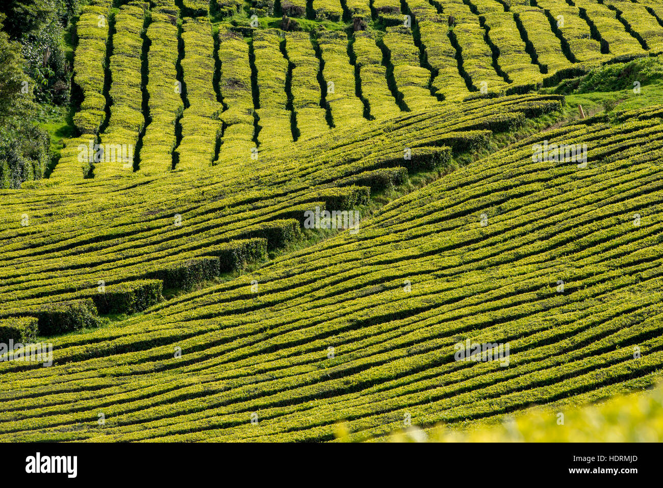 Gorreana Tea Plantation, Azores is the only place in Europe where tea ...