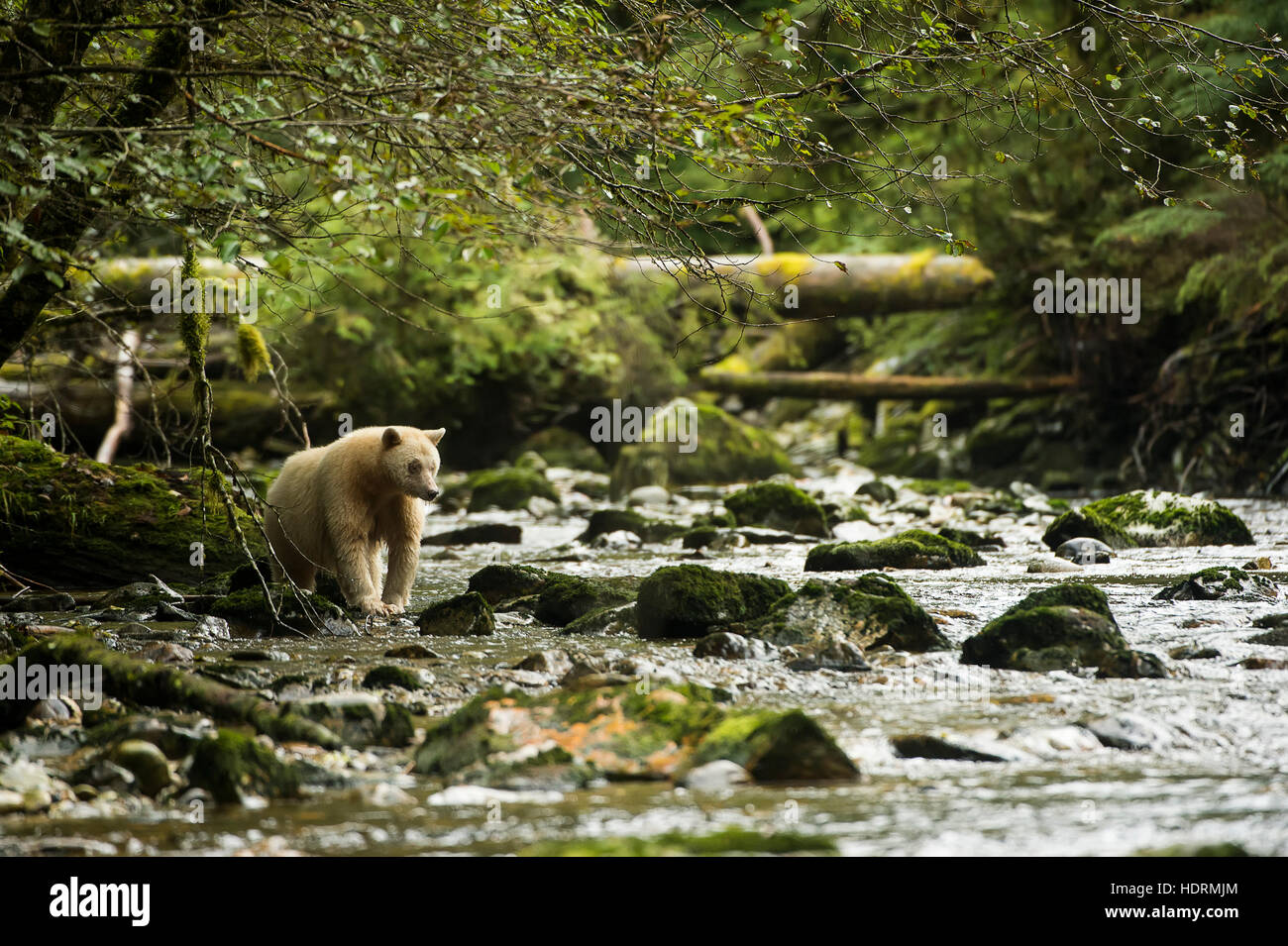 Spirit Bear (Ursus americanus kermodei) fishing in the river, Great ...