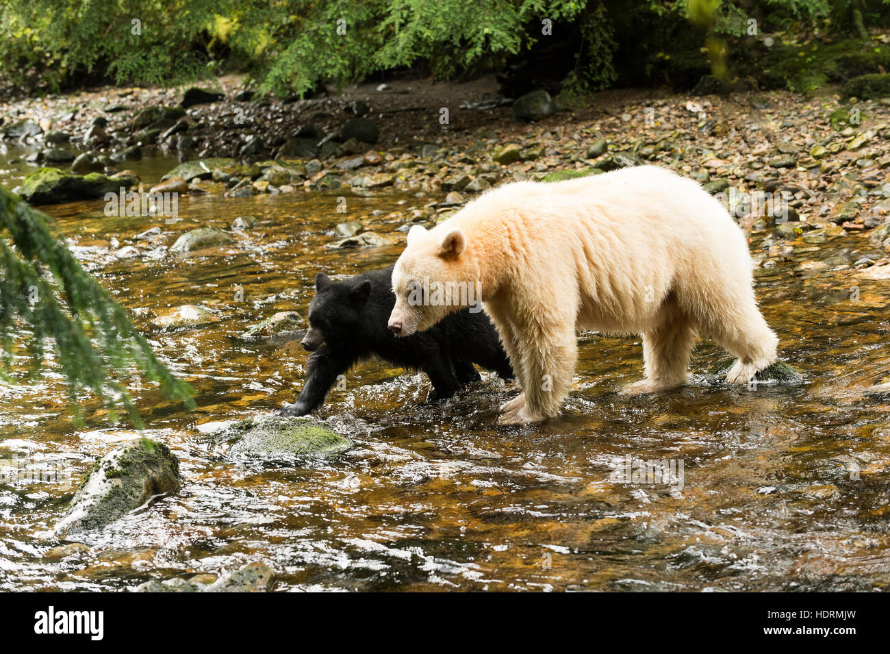 White Black Bear Spirit Bear
