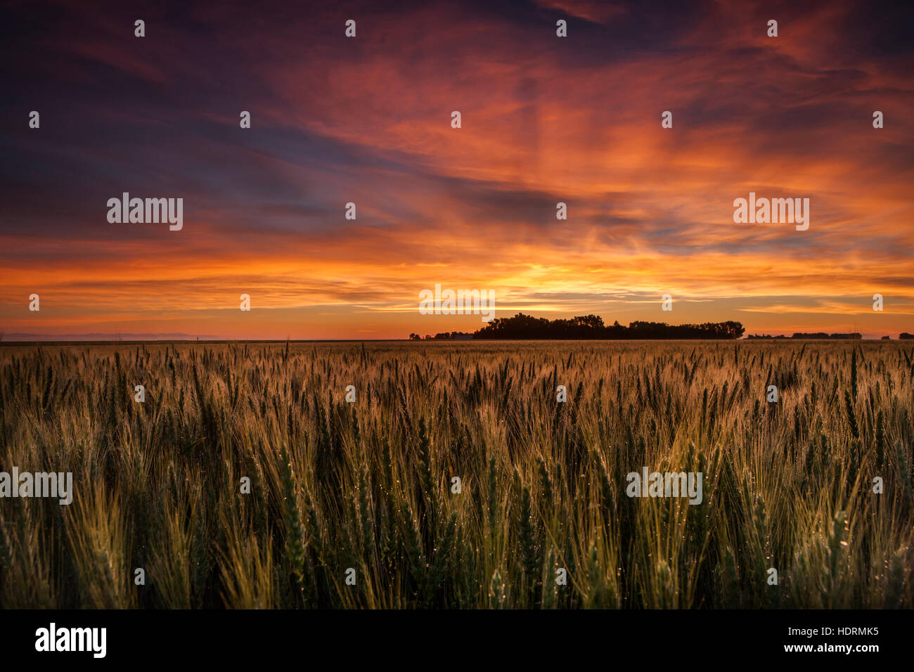 Colourful sky at sunrise over a wheat field; Saskatchewan, Canada Stock ...