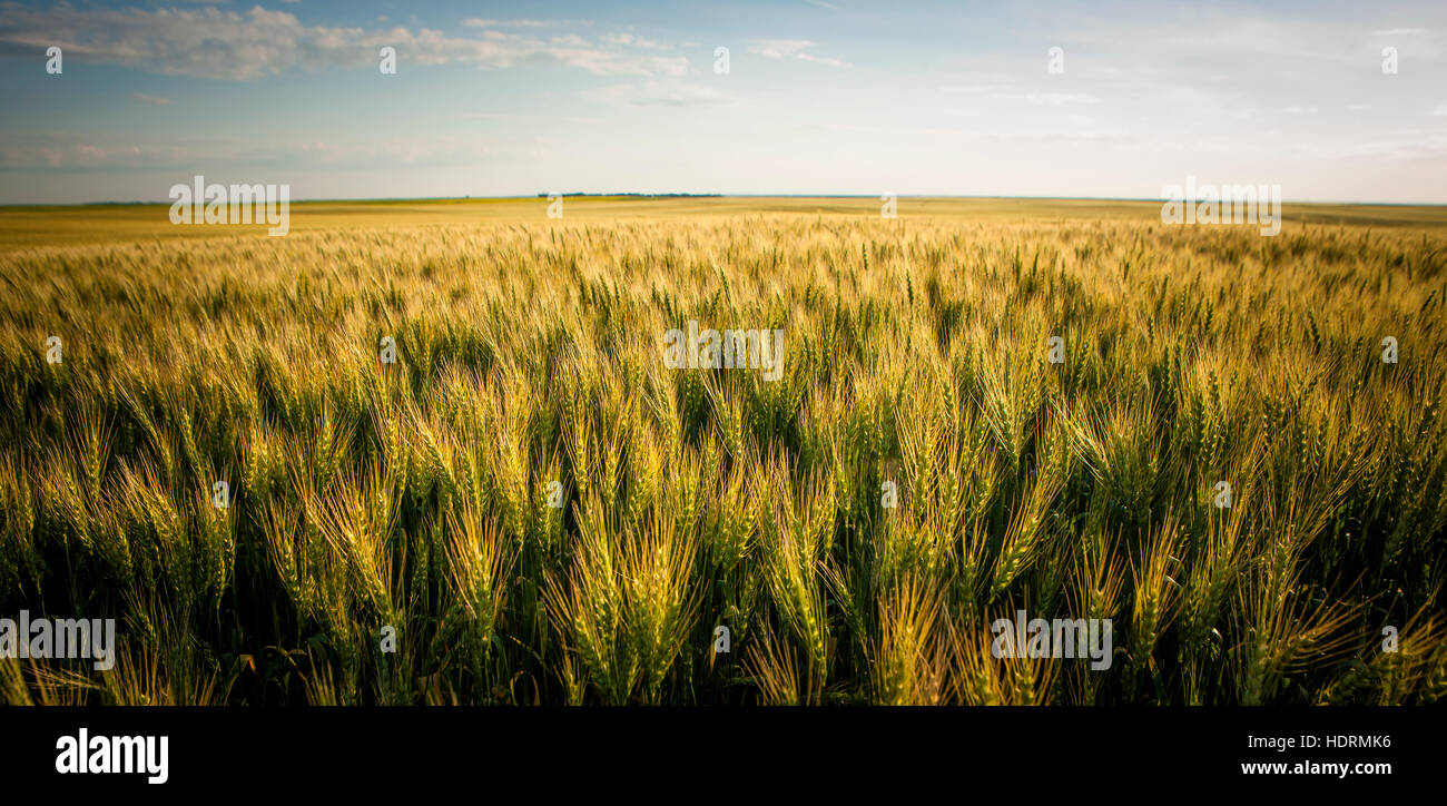 Golden wheat field saskatchewan hi-res stock photography and images - Alamy