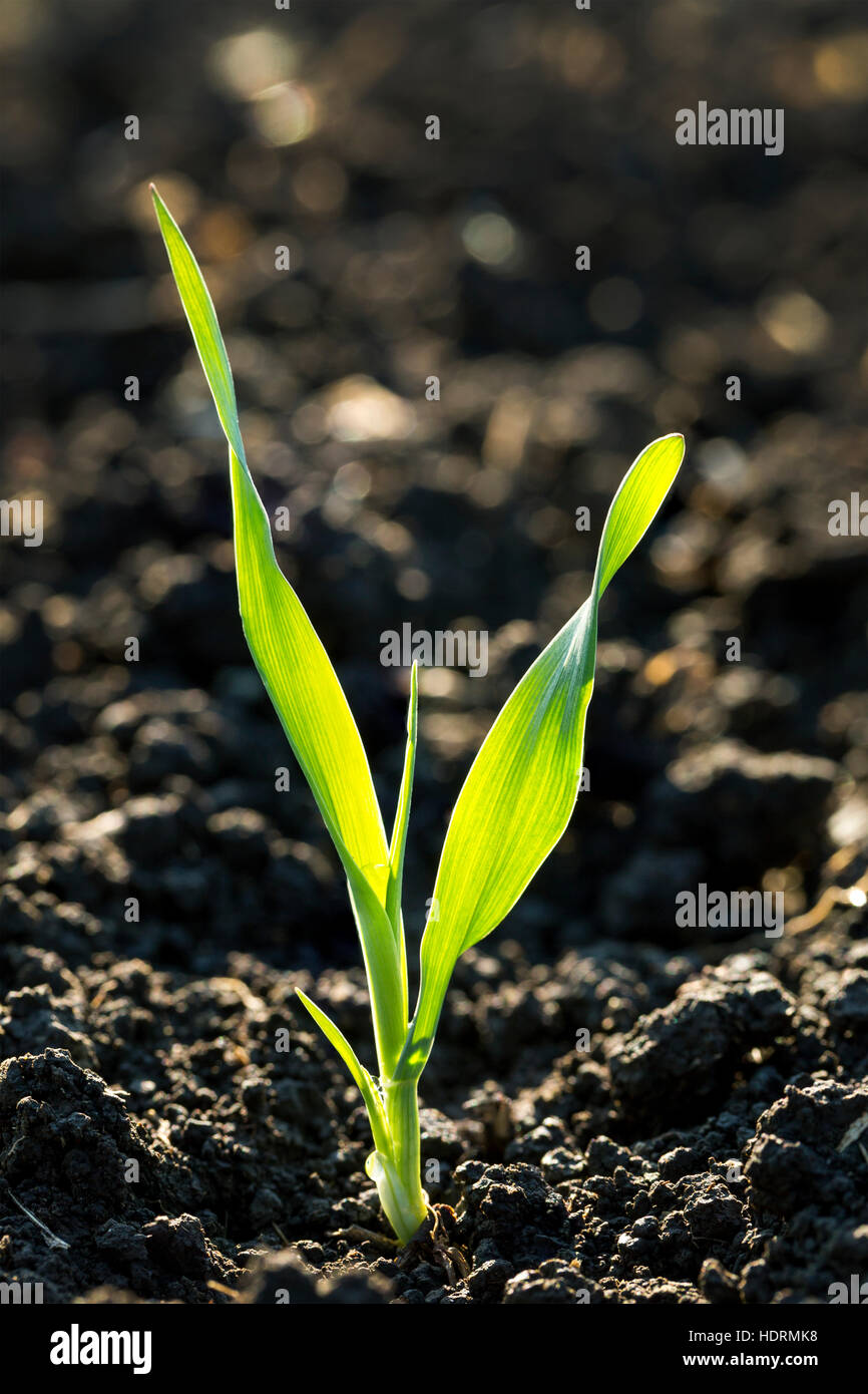 Close up of a barley seedling in dark soil at the two leaf stage ...