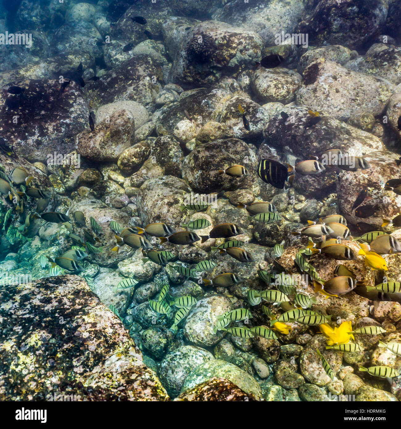 Mix of surgeonfish (Acanthuridae) species feeding in shallow water off ...