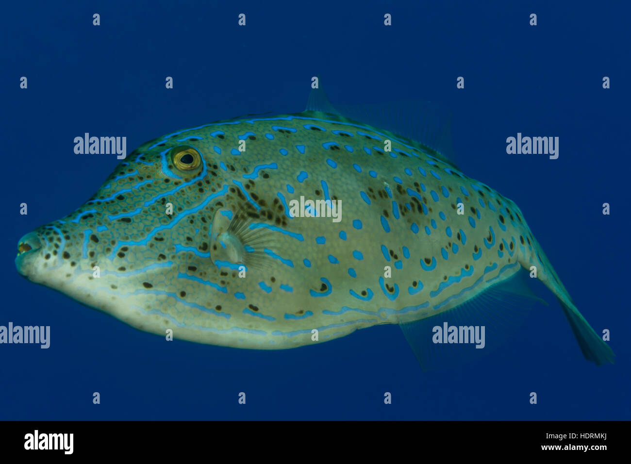 Scrawled Filefish (Aluterus scriptus) portrait taken while scuba diving ...