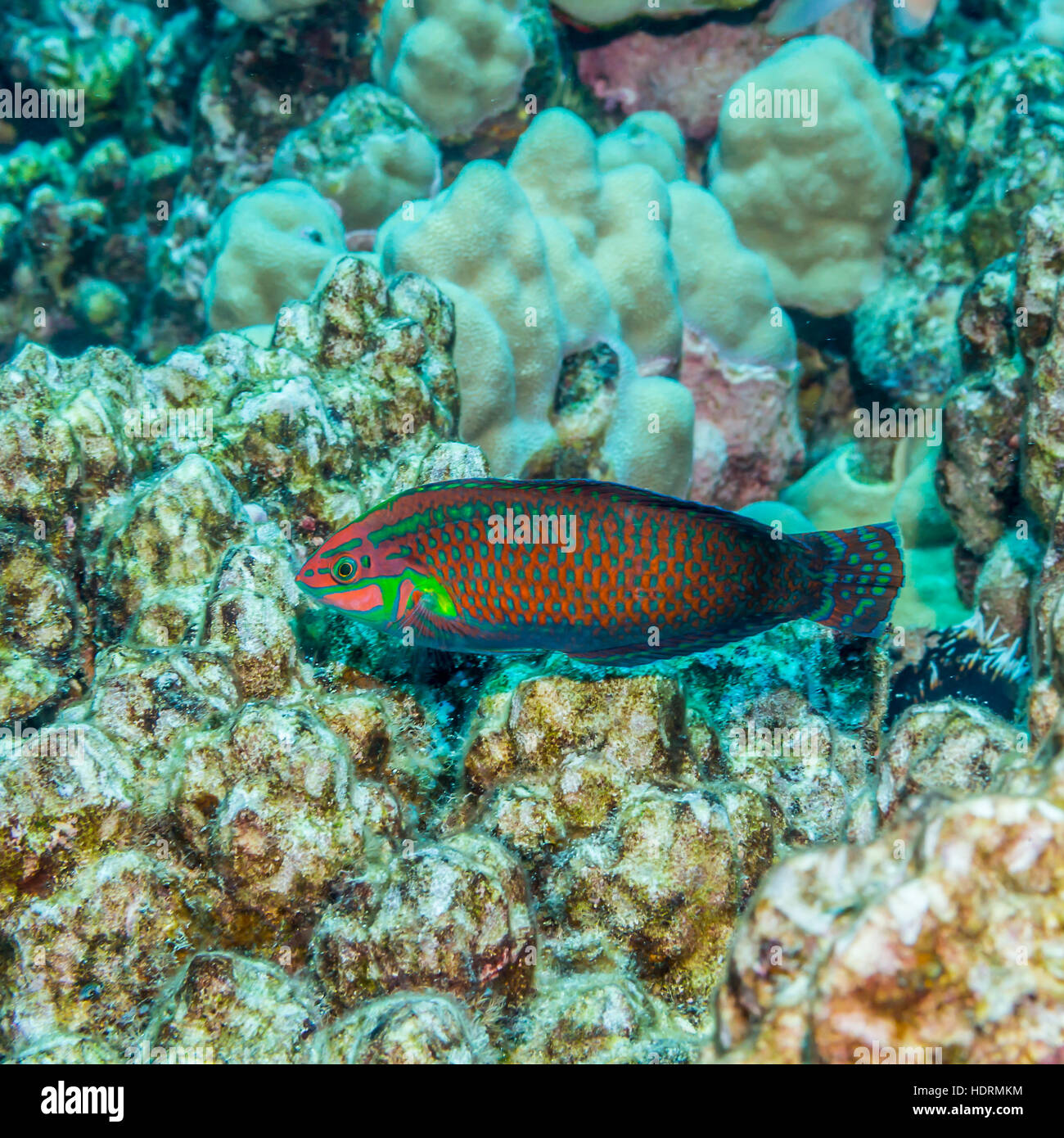 Halichoeres ornatissimus hi-res stock photography and images - Alamy