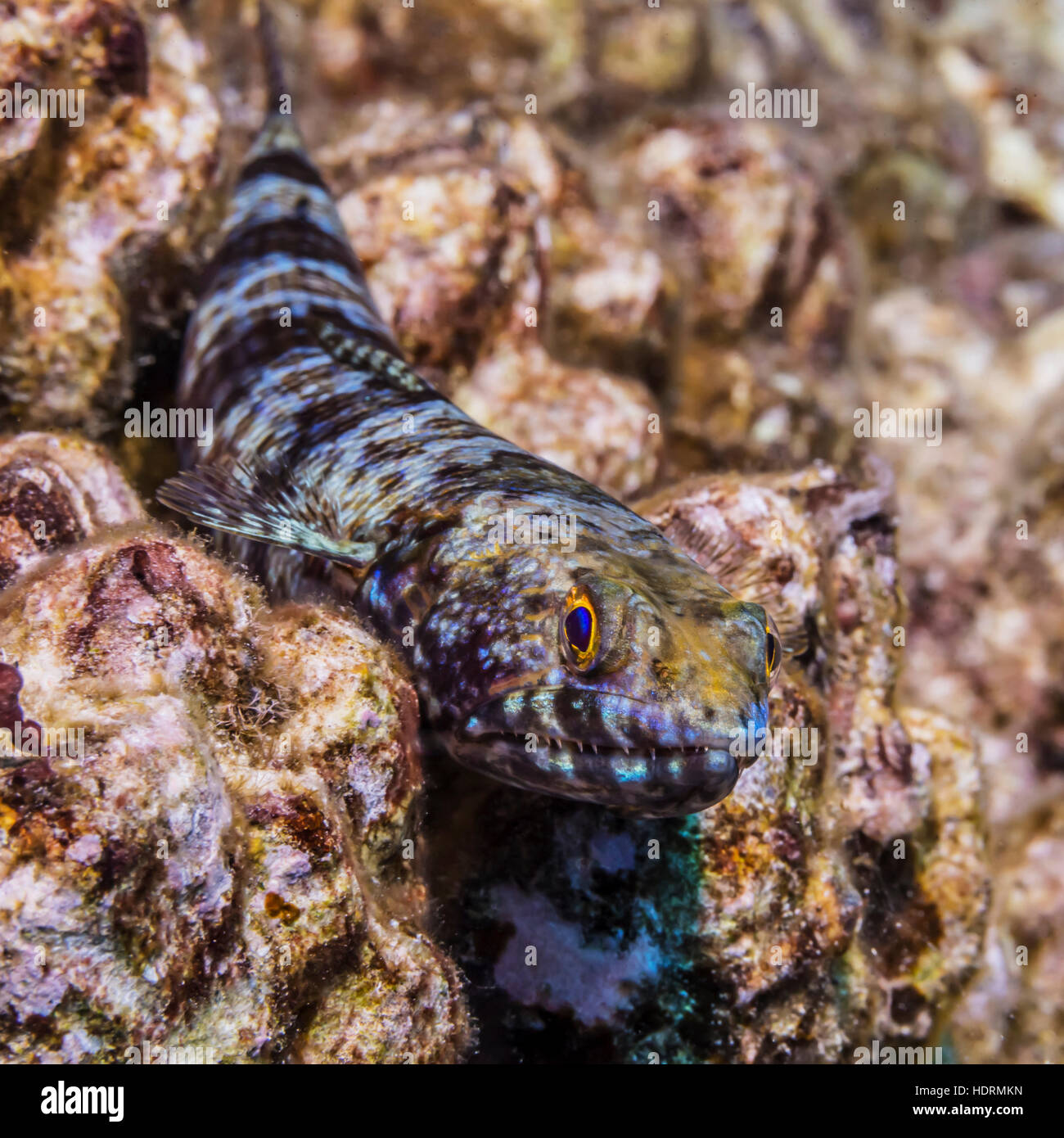 Reef Lizardfish (Synodus variegatus) resting on a reef formed of lava ...