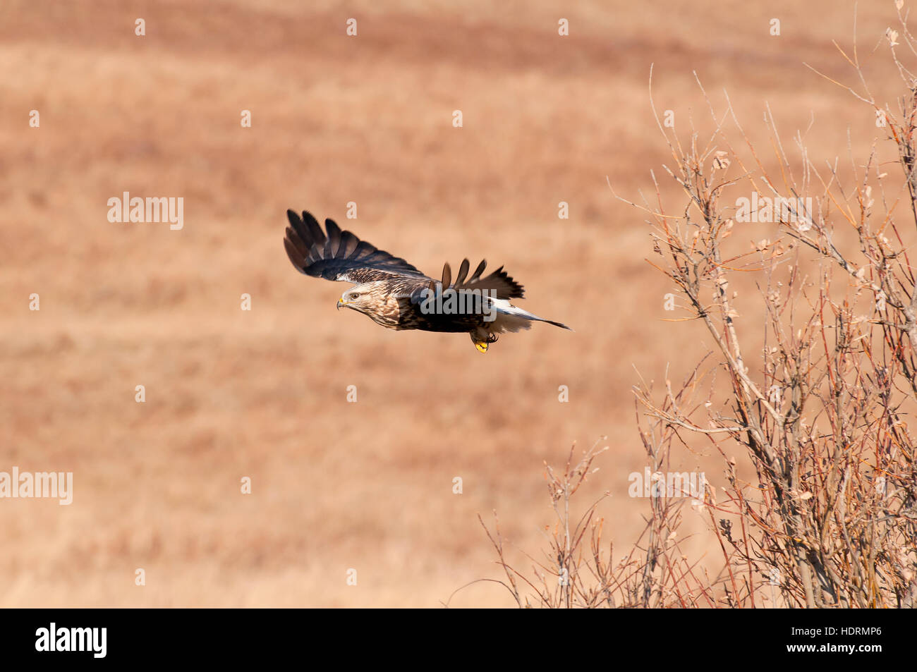 Yellow-legged hawk soaring over a brown field Stock Photo - Alamy